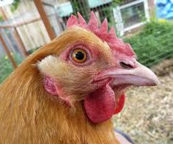 Tyúkempátia: együtt éreznek csibéikkel a tyúkok – Budaörsi Infó