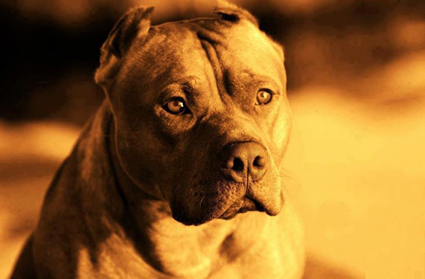 Veszélyes kóbor kutyák Budakeszin – Budaörsi Infó