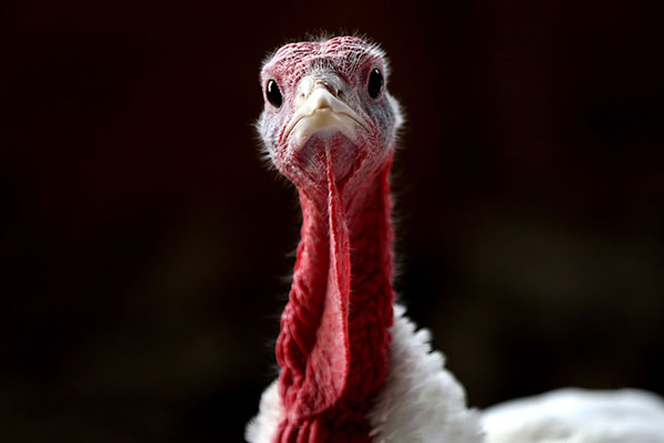 A házi pulykák az ősi Mexikóból származnak – Budaörsi Infó