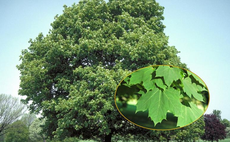 A juharfa egy faja véd a legjobban a káros UV-sugárzás ellen – Budaörsi ...